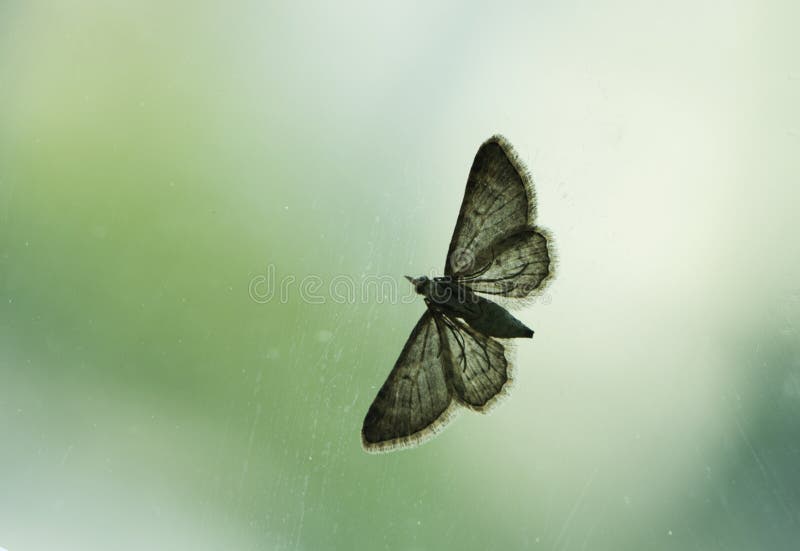 A Moth on Surface of Window Glass Stock Image - Image of wing, yellow ...