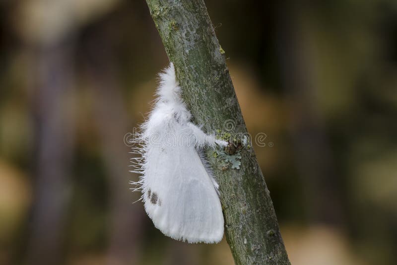 Moth stock photo. Image of nature, outdoor, tail, animal - 68142996