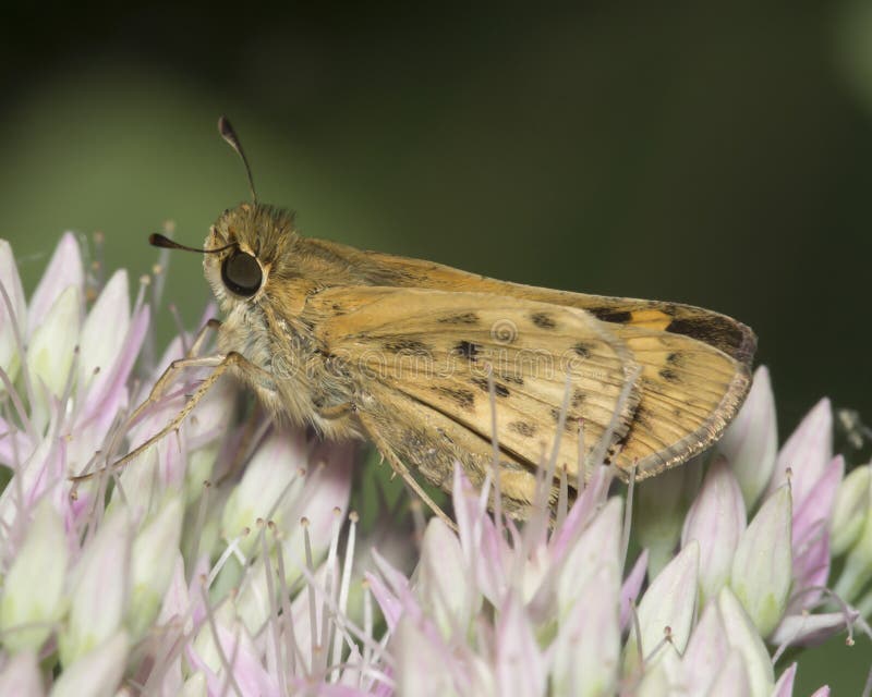 Moth on Tiny Purple Flowers Stock Photo - Image of antenna, horizontal ...