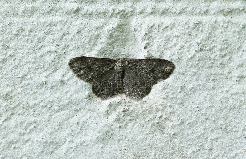 Moth on the wall stock photo. Image of wild, arthropod - 51550664