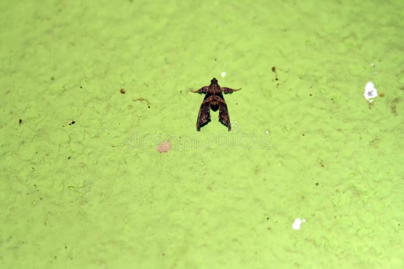 Moth on a wall stock photo. Image of wall, tropical - 220814858