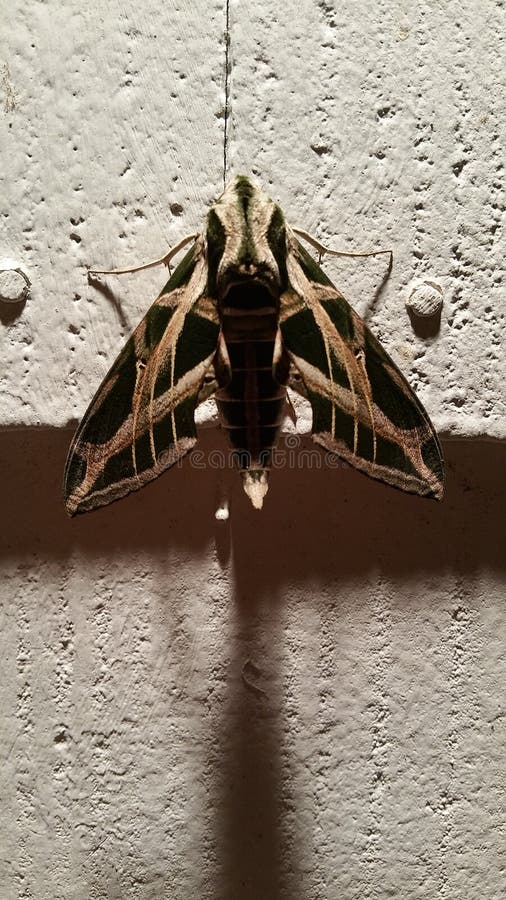 Moth on a Wall stock image. Image of resting, nails, painted - 73374455