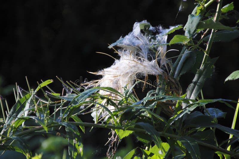 Moth Web on Outdoor Plant stock image. Image of thick - 43285445