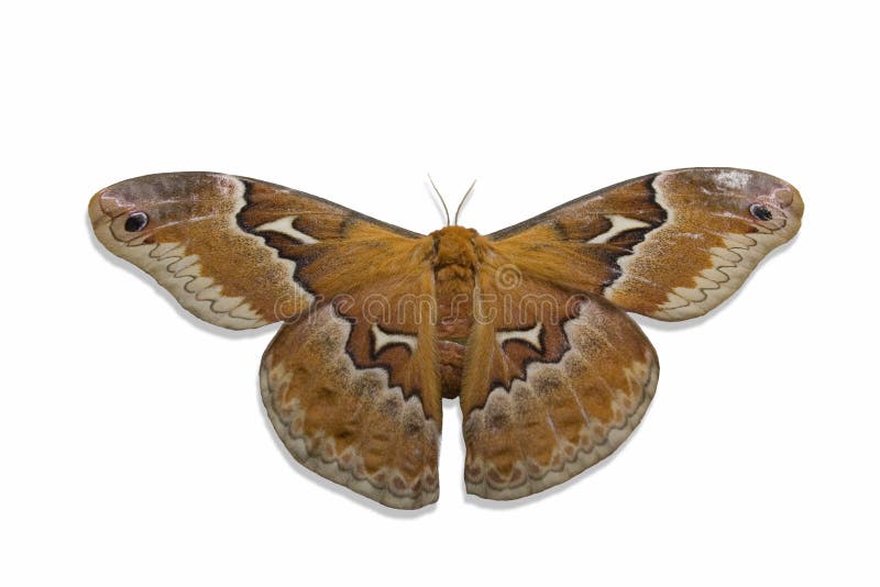 Moth on White stock image. Image of object, flutter, insect - 953005