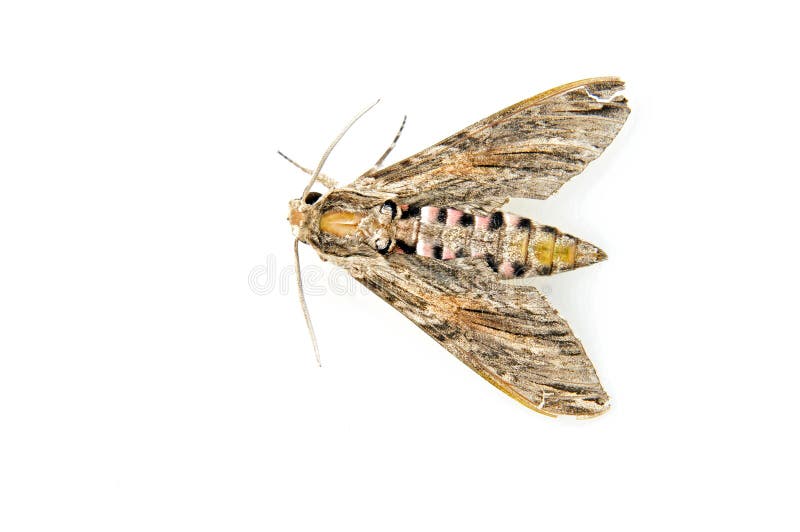 A Moth on a White Background Stock Image - Image of studio, speed ...