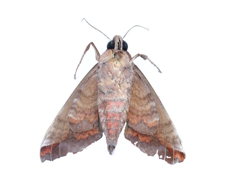 Moth stock photo. Image of adult, wing, macro, common - 53295576