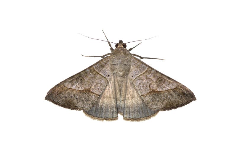 Moth on white background stock image. Image of brown - 165758891