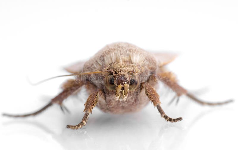 Moth on White Background stock photo. Image of moth, creature - 89329512