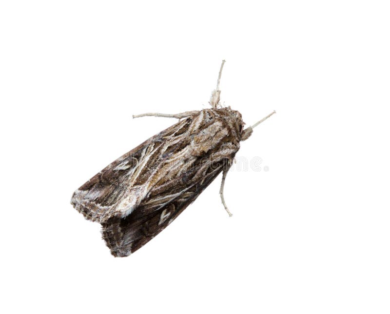 Moth on white background stock image. Image of ecology - 165758815