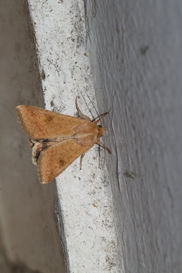 Moth on a White Wall Inside the Kitchen at Home Stock Photo - Image of ...
