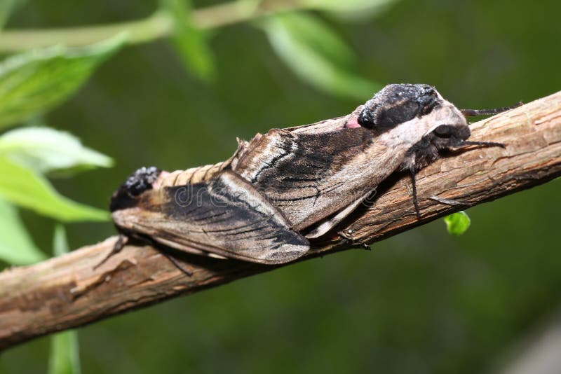 Moth in the Wild during Mating Stock Photo - Image of british, summer ...