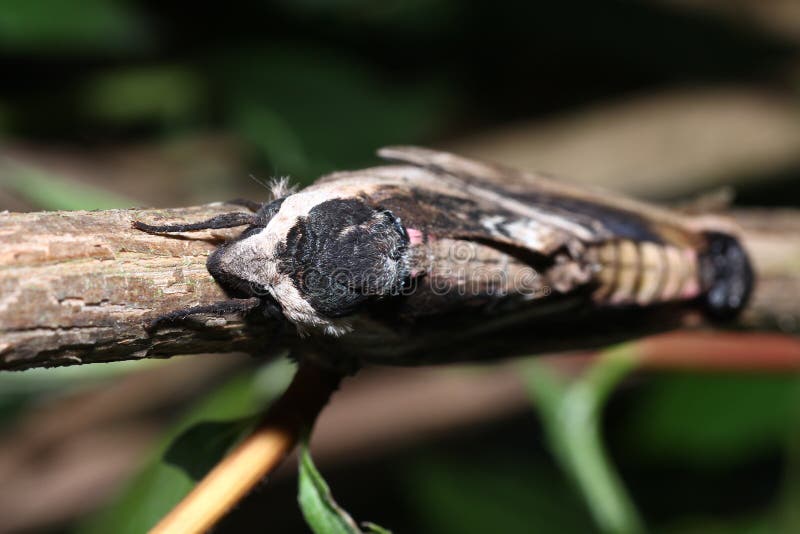 Moth in the Wild during Mating Stock Image - Image of wildlife, moth ...