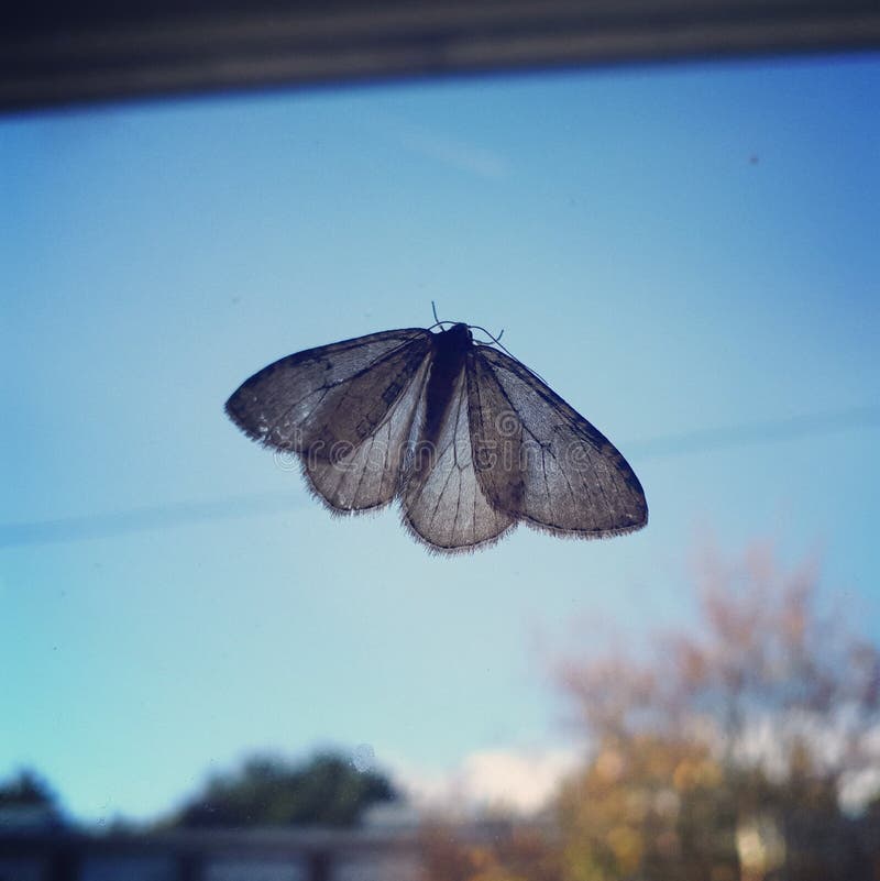 Moth on Window in Autumn with Blue Sky Background Stock Photo - Image ...