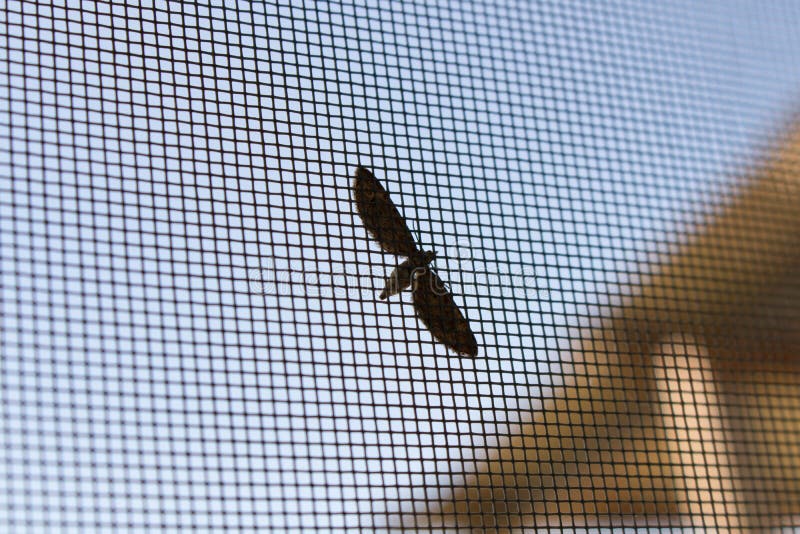 Moth on the Window Grid. Against the Blue Sky Stock Photo - Image of ...