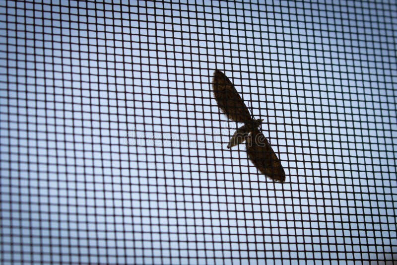 Moth on the Window Grid. Against the Blue Sky Stock Photo - Image of ...