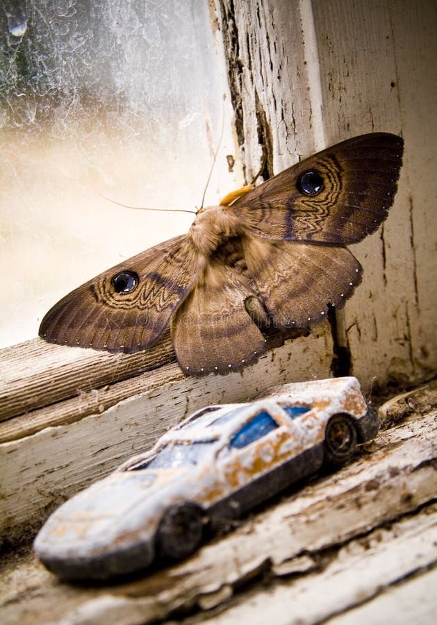 Moth on Window Ledge stock image. Image of buttefly, fauna - 14395261