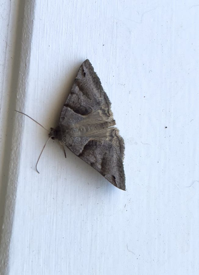 A moth on a window sill stock image. Image of sill, moth - 339513207