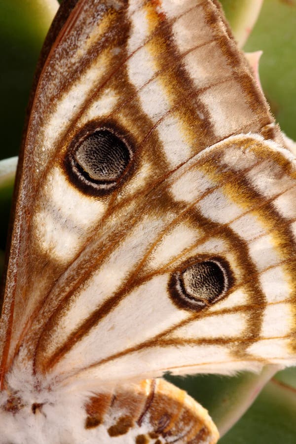 Moth Wing Detail. Eyespot On Saturnia Eudia Pavonia. Stock Photo ...