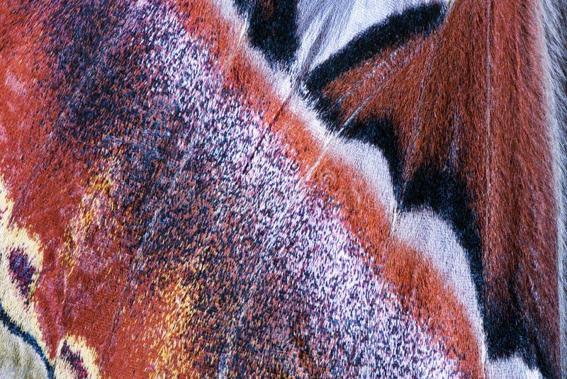 Moth Wing Detail. Eyespot On Saturnia Eudia Pavonia. Stock Photo ...
