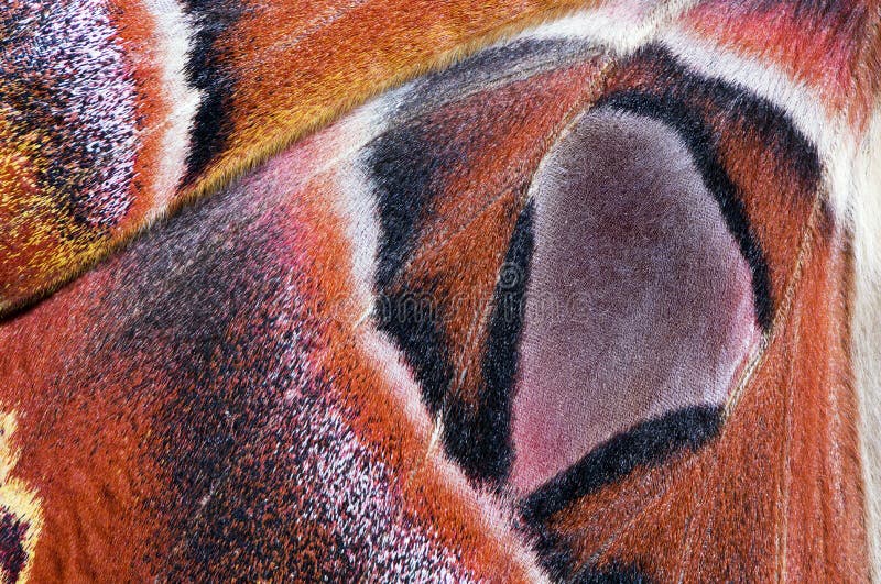 Moth Wing Detail. Eyespot On Saturnia Eudia Pavonia. Stock Photo ...