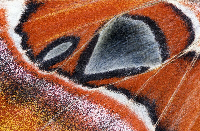 Moth Wing Detail. Eyespot on Saturnia Eudia Pavonia. Stock Photo - Image of eyespot, nature ...