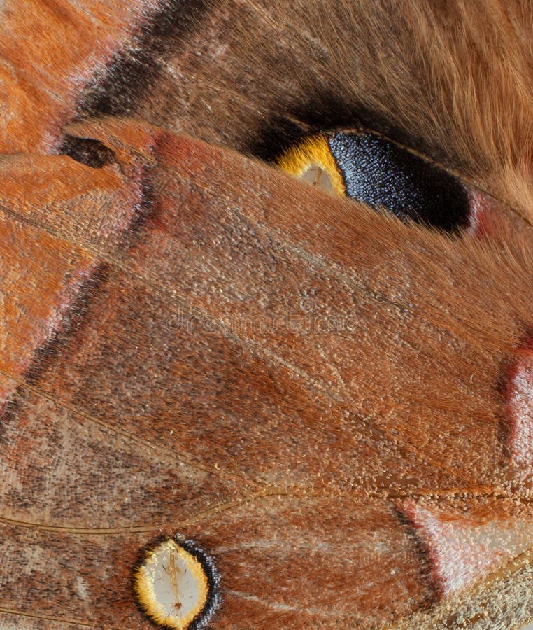 Moth wing stock photo. Image of wings, brown, moth, yellow - 32347576