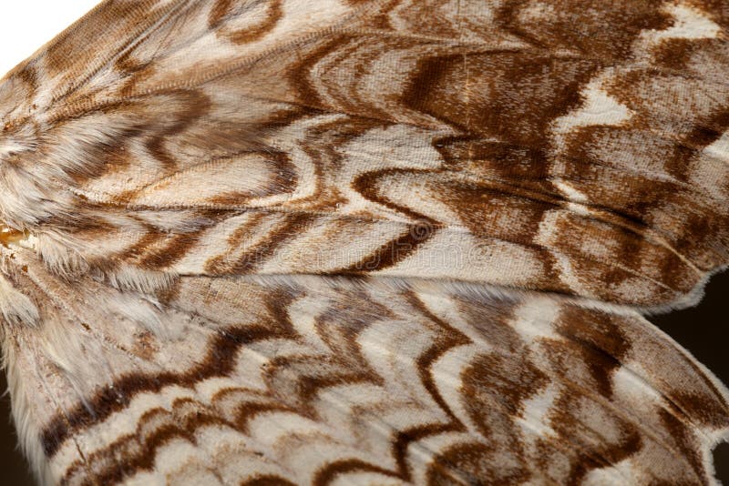 Moth Wing Closeup stock image. Image of wing, pattern - 23082325