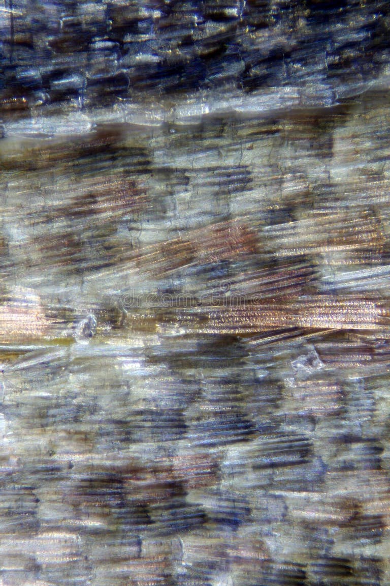 157 Microscope Moth Wing Stock Photos - Free & Royalty-Free Stock ...