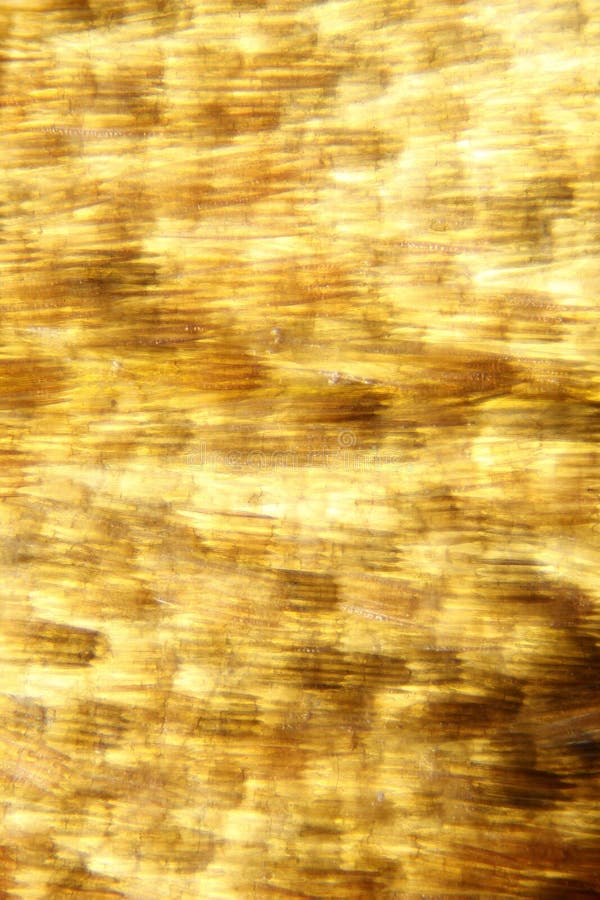 Moth Wing Dissection Micrograph Stock Image - Image of brassicaceous ...