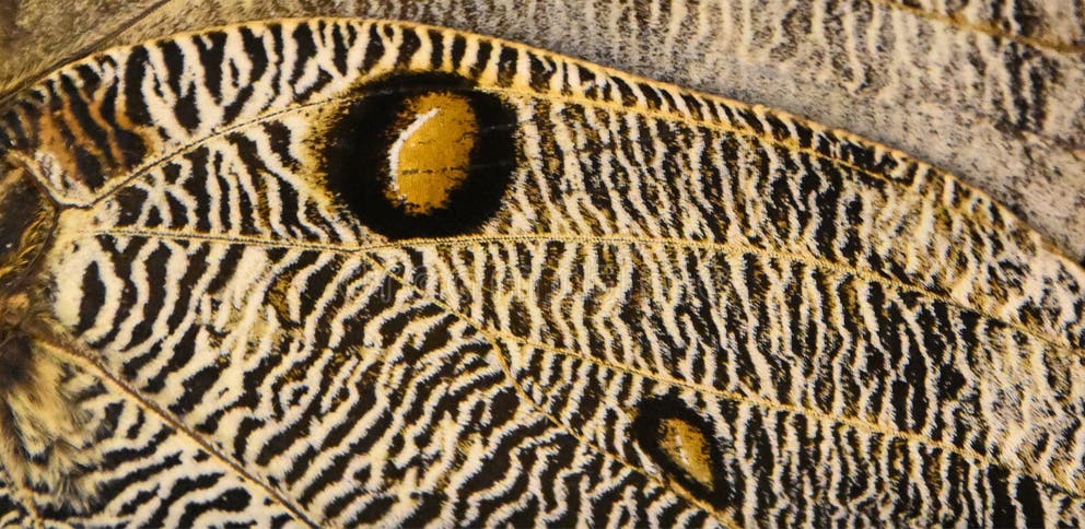 Moth Wing Pattern and Texture Stock Image - Image of wood, animal ...