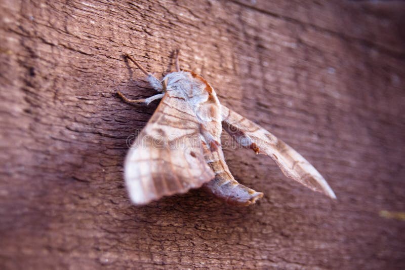 Moth in the Wooden Background Stock Image - Image of entomology ...