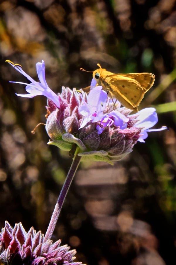 Moth stock photo. Image of moth, lands, colored, flowers - 119921908