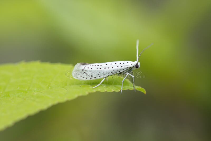 Moth Yponomeutidae plague stock image. Image of fauna - 94533129