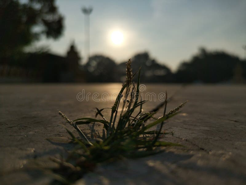 Ground Grass Under the Sunlight. Natural Environment. Stock Photo ...