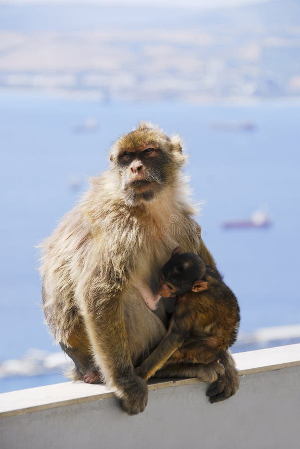 Mother Ape with Baby Breastfeeding at Gibraltar Stock Image - Image of ...