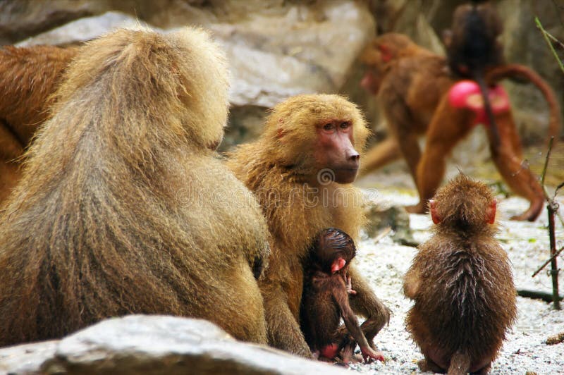 Kim Red Hair Stock Photos - Free & Royalty-Free Stock Photos from ...