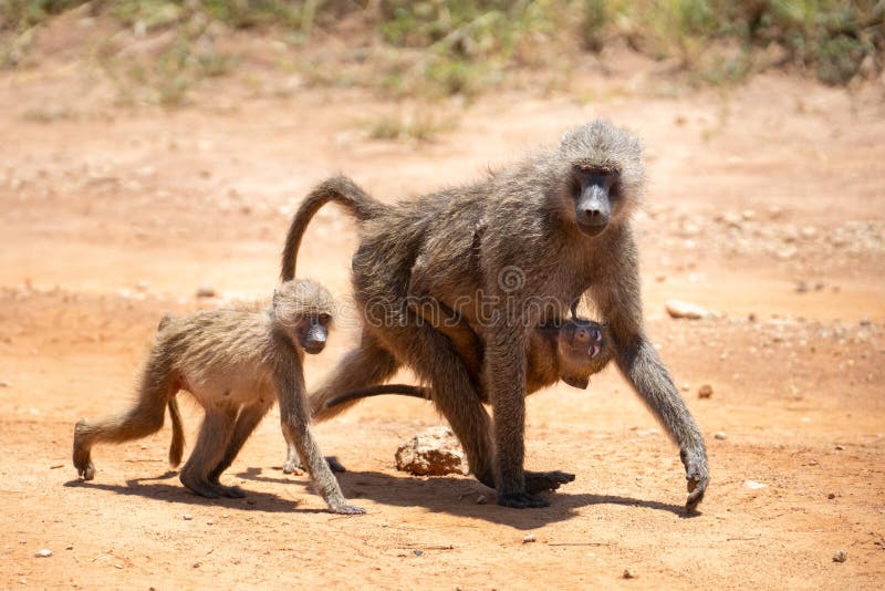 Mother Baboon and Her Two Babies Stock Image - Image of large, baboon ...