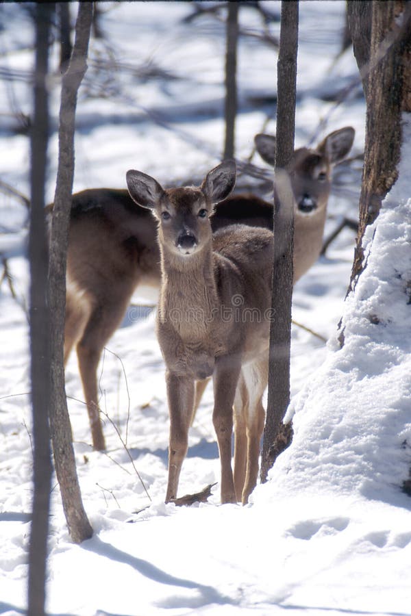 Baby Whitetail Deer Fawn Resting Behind Boulder Stock Photo - Image of ...