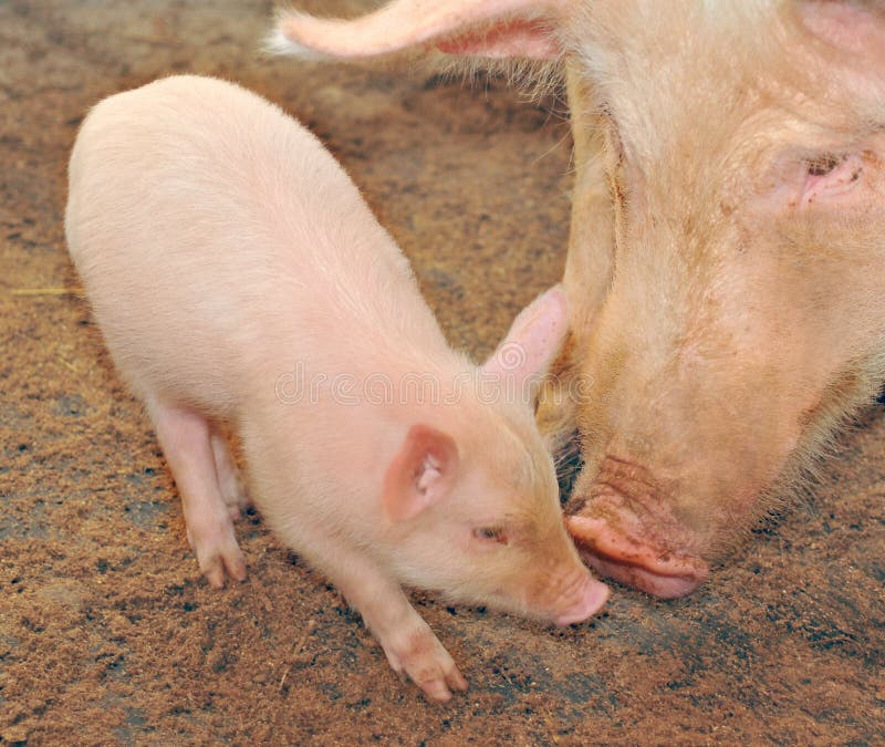 Baby Pigs Feeding with Mother Stock Photo - Image of farm, birth: 16997124