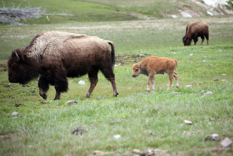Mother and baby buffalo stock image. Image of iconic - 20239819