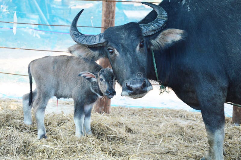 Mother and baby buffalo stock image. Image of straw, farm - 46167665