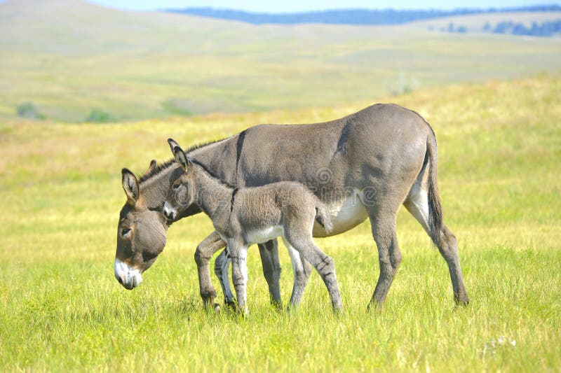 Mother and Baby Burro stock image. Image of asinus, young - 26830205