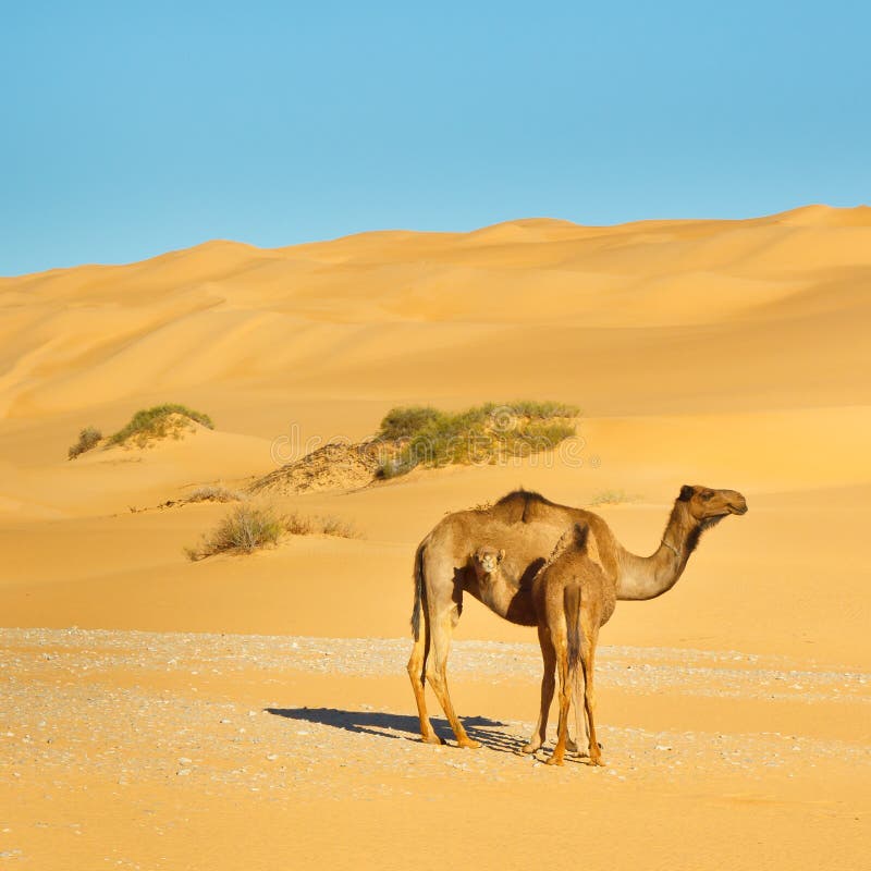 Baby camel. stock photo. Image of little, small, arid - 32280224