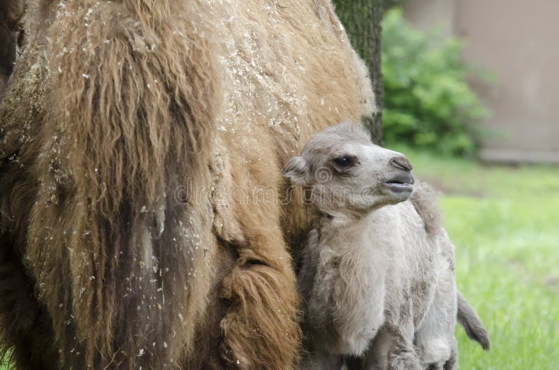 Mother and baby camel 3 stock image. Image of touching - 46341669