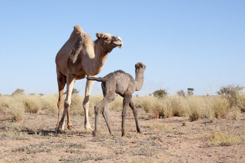 Camel stock image. Image of animal, head, beach, horizontal - 175642547