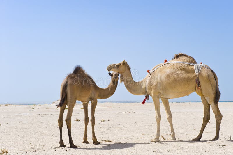 Mother and baby camels stock photo. Image of baby, travel - 9153294