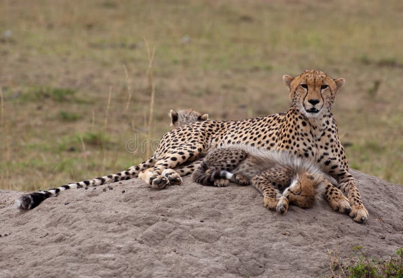 Mother & Baby Cheetah stock photo. Image of safari - 26399582