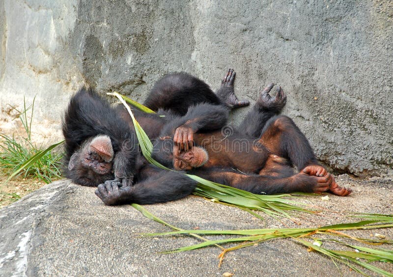 Mother and baby chimp stock photo. Image of enjoyment - 1143132