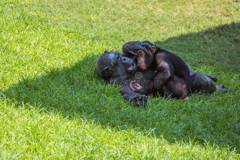 Two Chimps on a Rock stock photo. Image of animal, next - 69792672