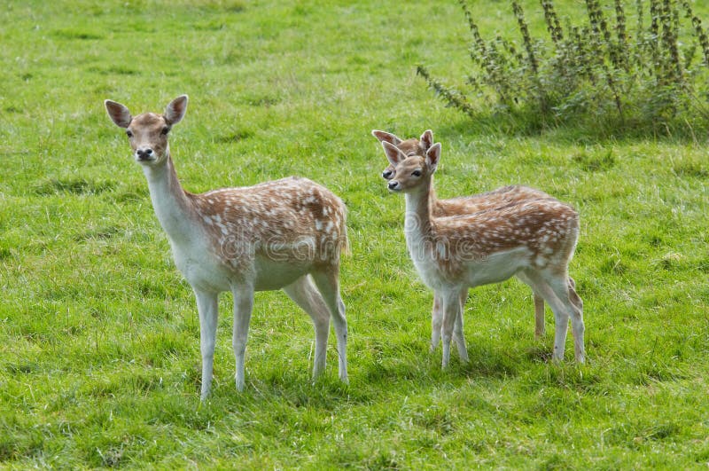 Baby deer stock photo. Image of growing, grass, brown - 5635566